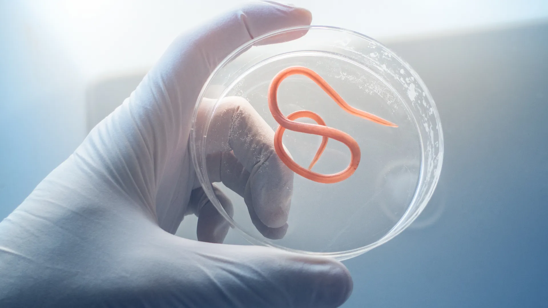 Woman Returns From Vacation With Brain Worm That Left Her in Agonizing ...