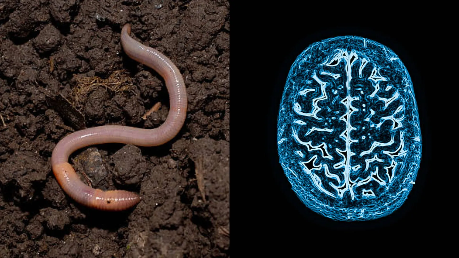 Woman Returns From Vacation With Brain Worm That Left Her in Agonizing ...